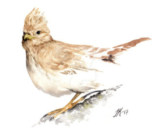 Skylark Drawing Amazing - Drawing Skill