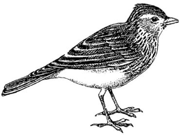 Line drawing of a Skylark (Alauda arvensis) - Drawing Skill