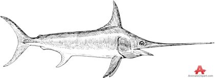 Swordfish Drawing Beautiful Image - Drawing Skill