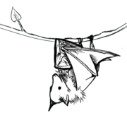 Vampire Bat Drawing - Drawing Skill