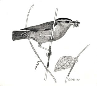 Warbler Drawing High-Quality - Drawing Skill