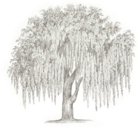 Weeping Willow Tree Drawing - Drawing Skill