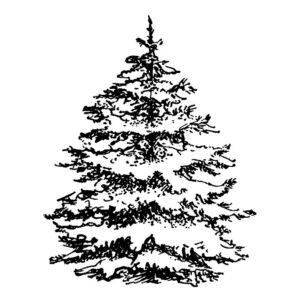 Fir Tree Drawing Amazing - Drawing Skill