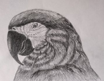 Macaw Head Drawing - Drawing Skill