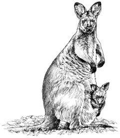 Wallaby Drawing Art - Drawing Skill