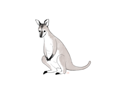 Wallaby Drawing Realistic - Drawing Skill