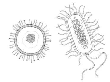 Bacteria Drawing Pics - Drawing Skill