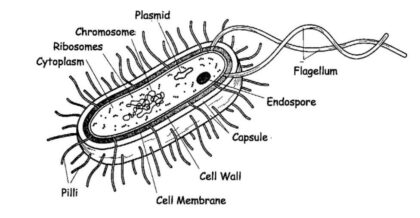 Bacteria Drawing Realistic - Drawing Skill