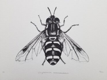 Hoverfly Drawing Pic - Drawing Skill