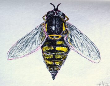 Hoverfly Drawing Picture - Drawing Skill