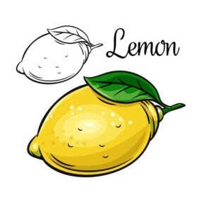 Lemon Drawing Picture - Drawing Skill