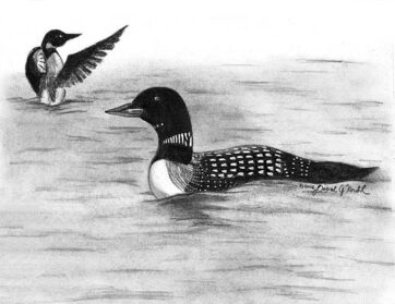 Loon Art Drawing - Drawing Skill