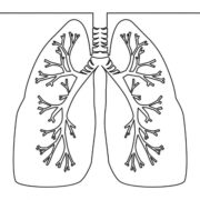 Lungs Drawing Realistic - Drawing Skill