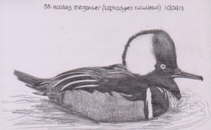 Merganser Drawing Photo - Drawing Skill