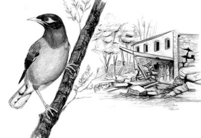 Mynah Drawing Photo - Drawing Skill