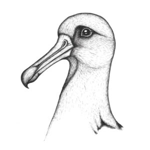 Albatross Drawing - Drawing Skill