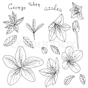 Azalea Drawing Art - Drawing Skill