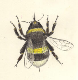 Bumblebee Insect Drawing Picture - Drawing Skill