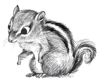 Chipmunk Drawing Realistic - Drawing Skill