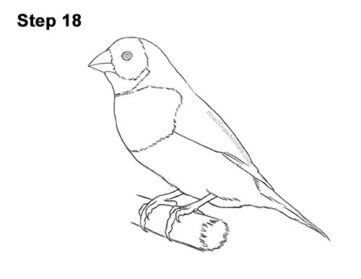 Finch Bird Drawing High-Quality - Drawing Skill