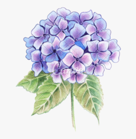 Hydrangea Drawing - Drawing Skill