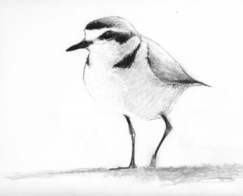 Plover Drawing Pics - Drawing Skill