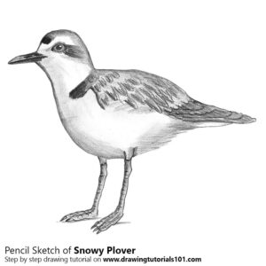 Plover Drawing Realistic - Drawing Skill