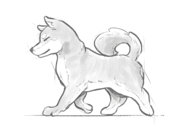 Shiba Inu Drawing - Drawing Skill