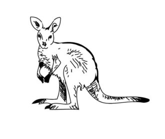 Wallaby Drawing Realistic - Drawing Skill
